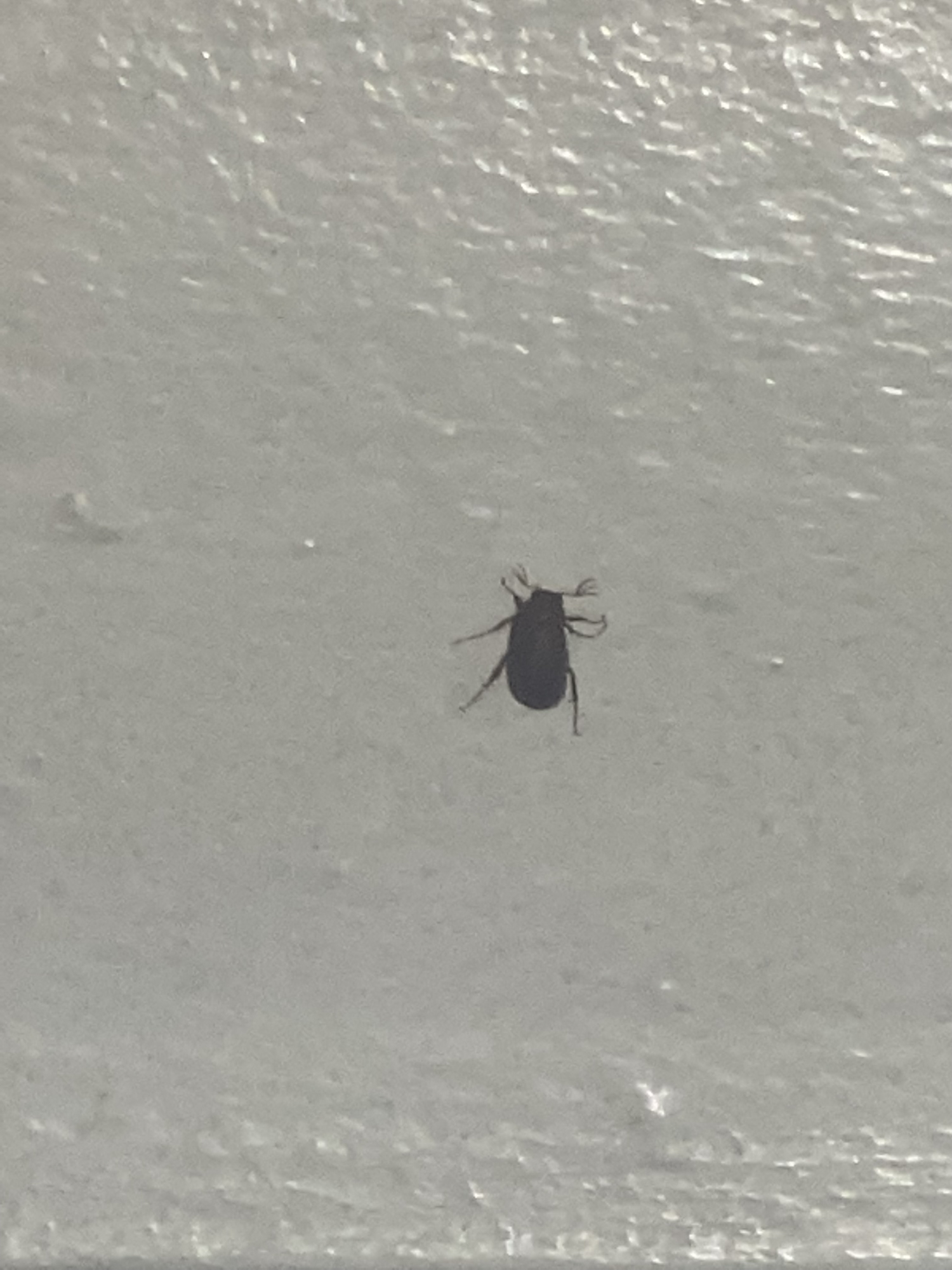 the satan bugs – THE SATAN BUG