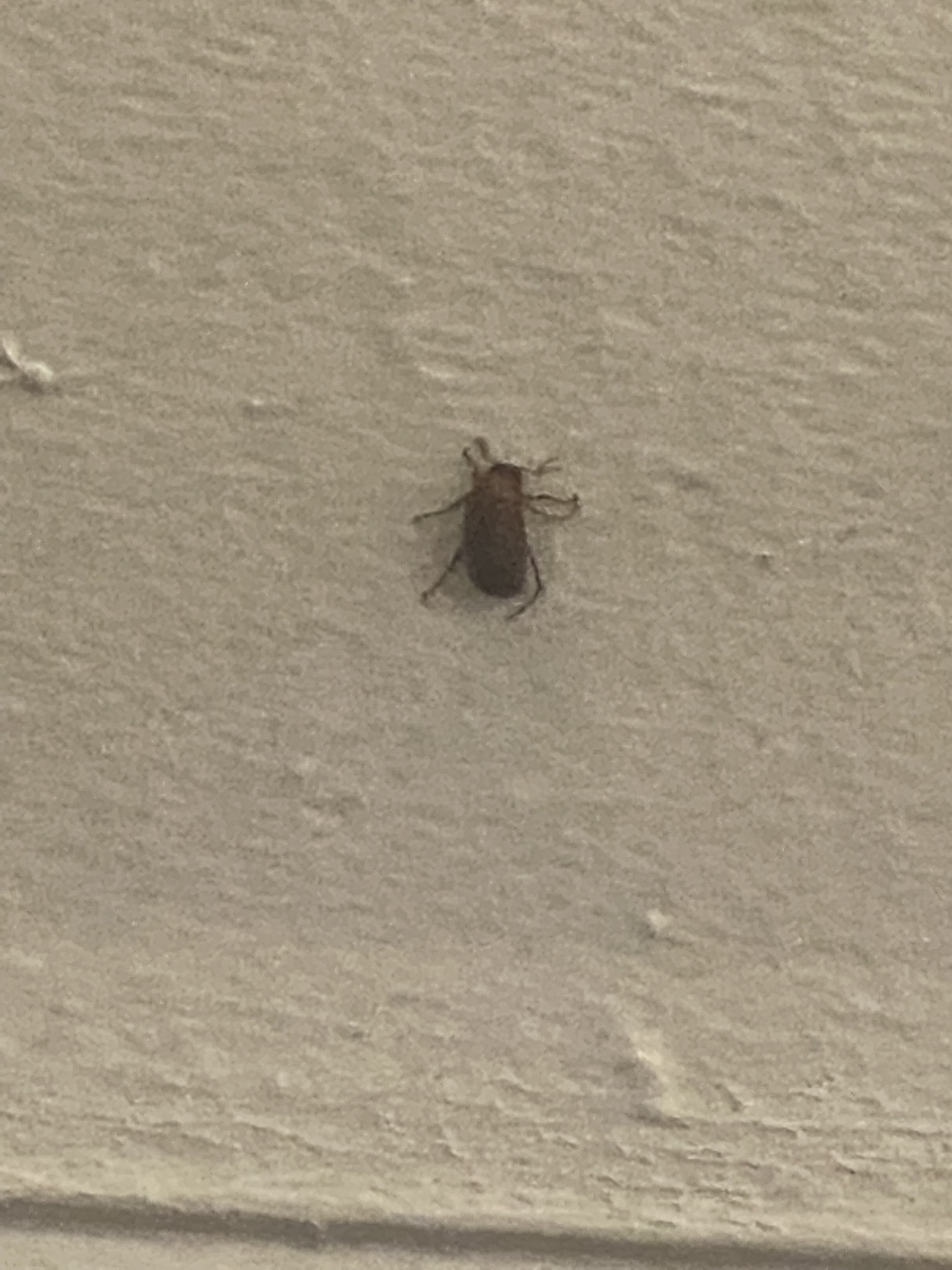 the satan bugs – THE SATAN BUG